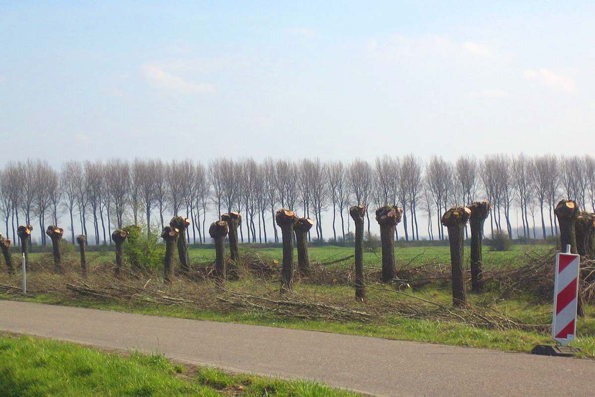 What is Tree Pollarding? How is it Different from Pruning?